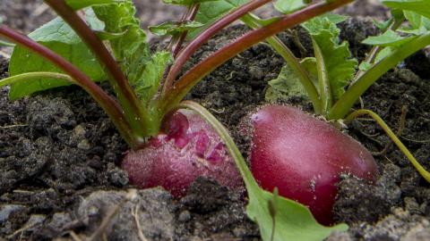 Des plantes à tubercules dans votre potager: propriétés et besoins