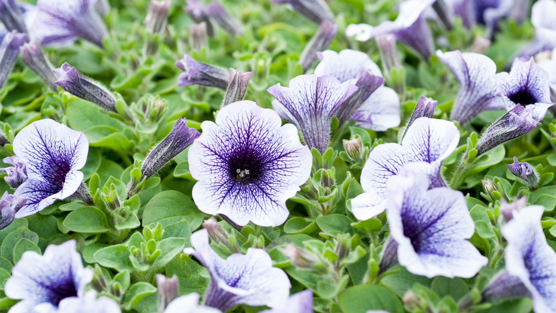 Petunia - Petunia Solanaceae - DCM