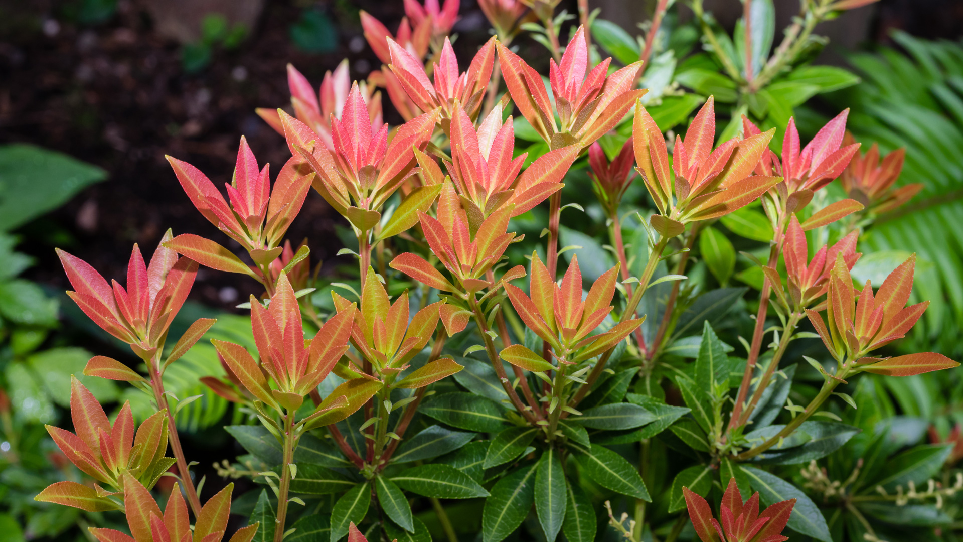 Pieris - Pieris Ericaceae - DCM