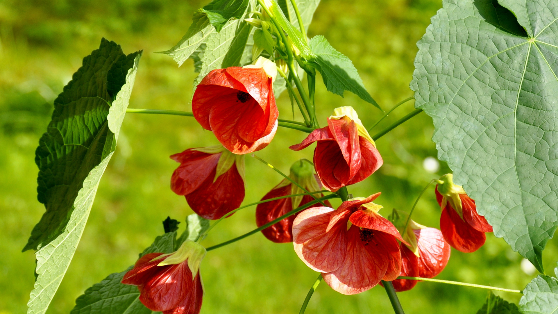 Abutilon - Abutilon Malvaceae - DCM
