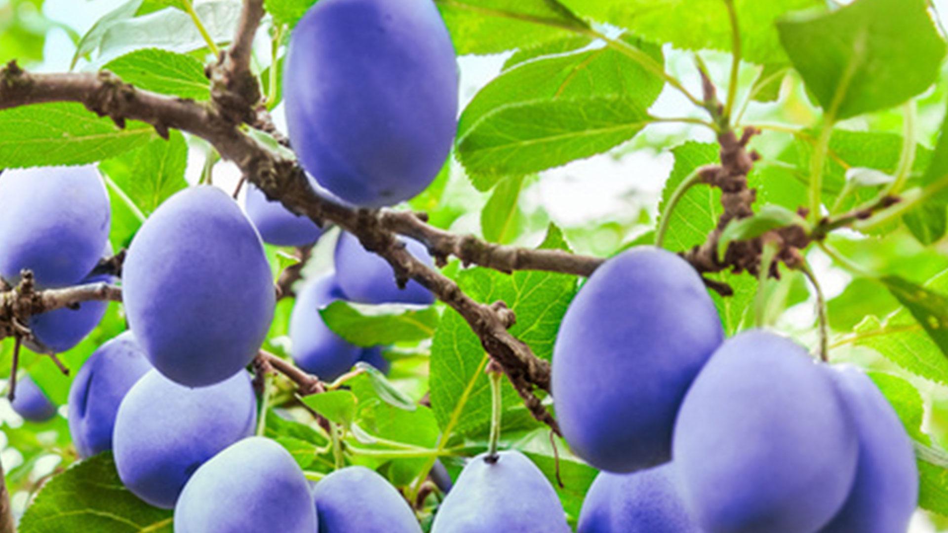 Pruim - Prunus domestica Rosaceae - DCM