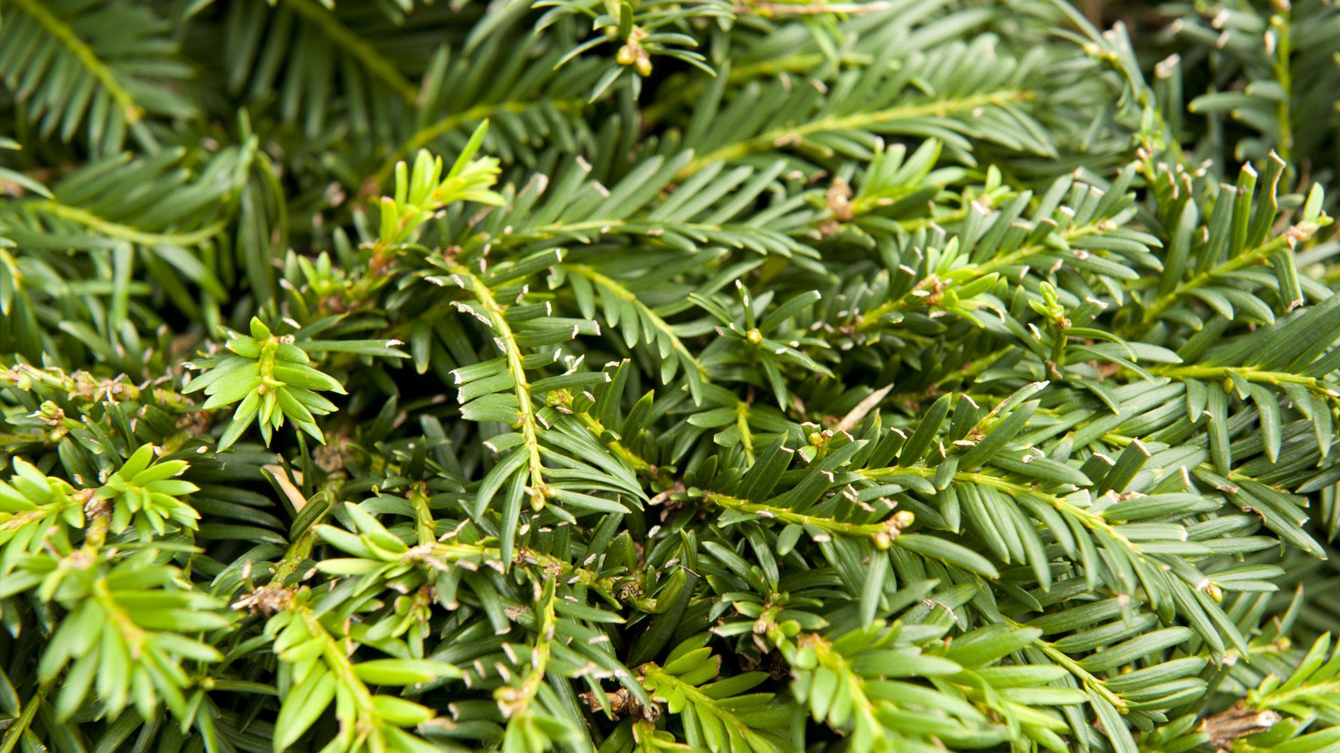 Taxus - Taxus Taxaceae - DCM